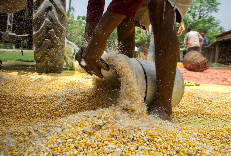 Building Capabilities of Medium and Large-Scale Sri Lankan Maize ...